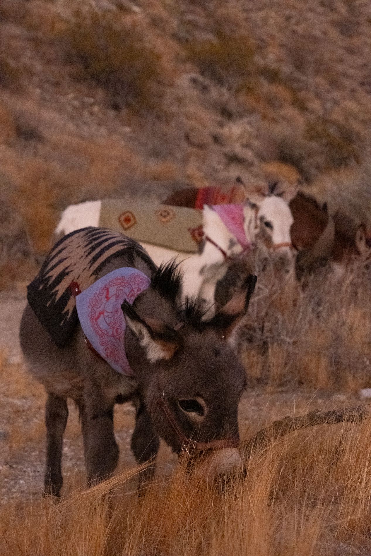 Mojave Mini Donkeys - An Unforgettable Hike Near Joshua Tree - Mariana ...