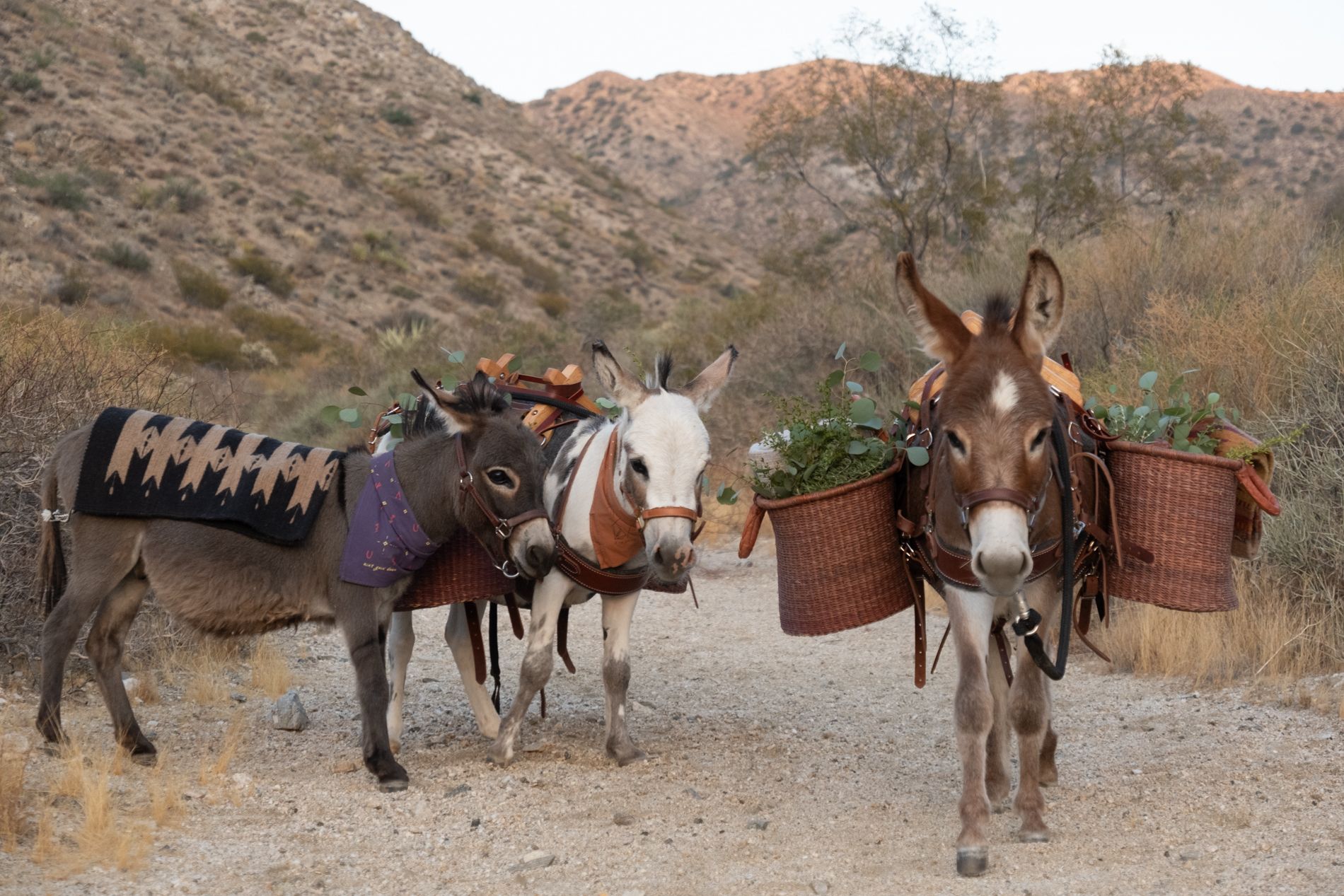 Mojave Mini Donkeys - An Unforgettable Hike Near Joshua Tree - Mariana ...