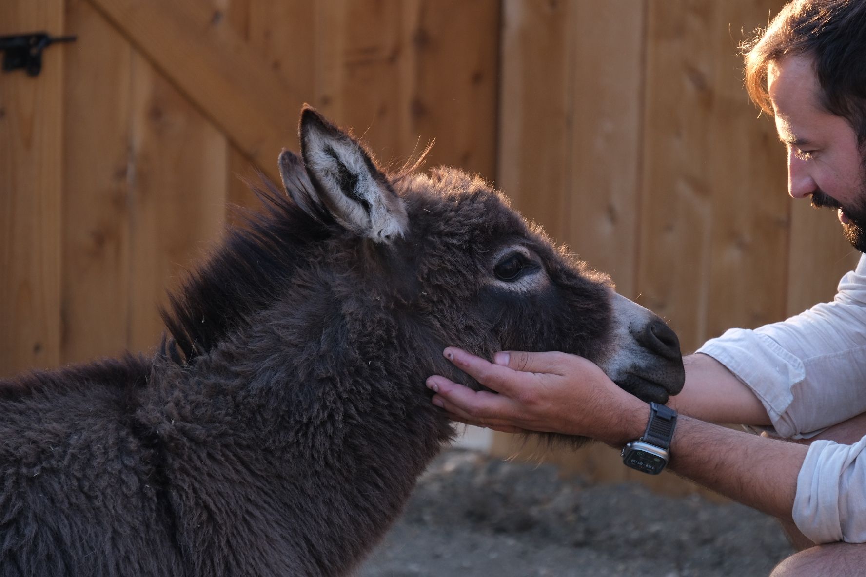 Mojave Mini Donkeys - An Unforgettable Hike Near Joshua Tree - Mariana ...