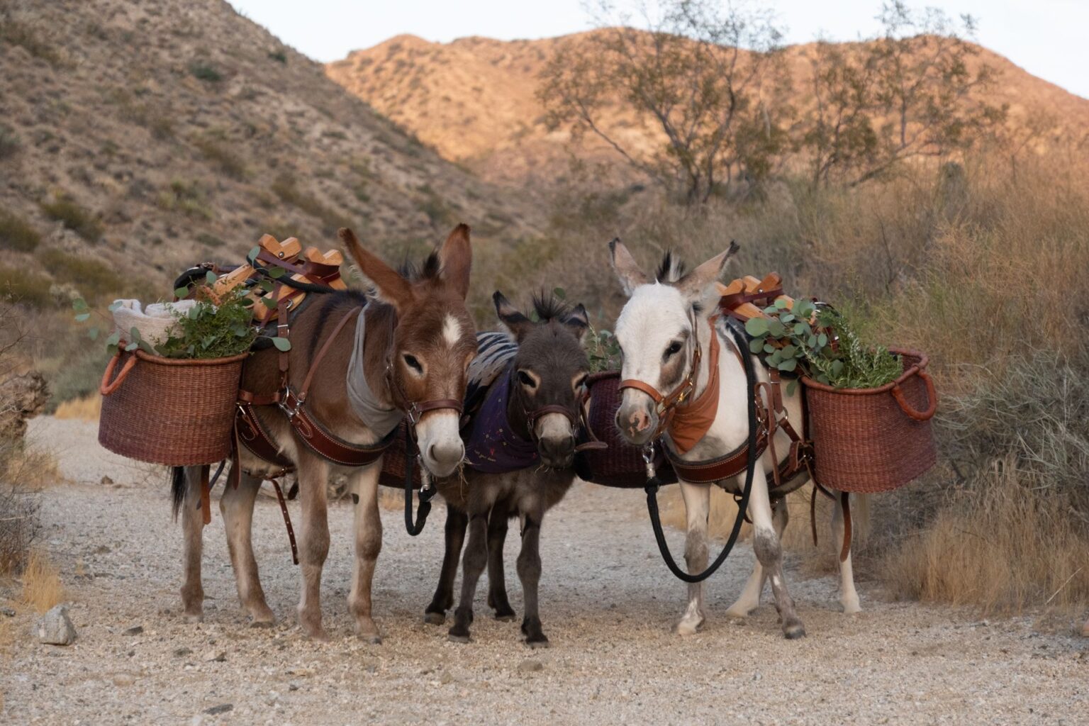 Mojave Mini Donkeys - An Unforgettable Hike Near Joshua Tree - Mariana ...