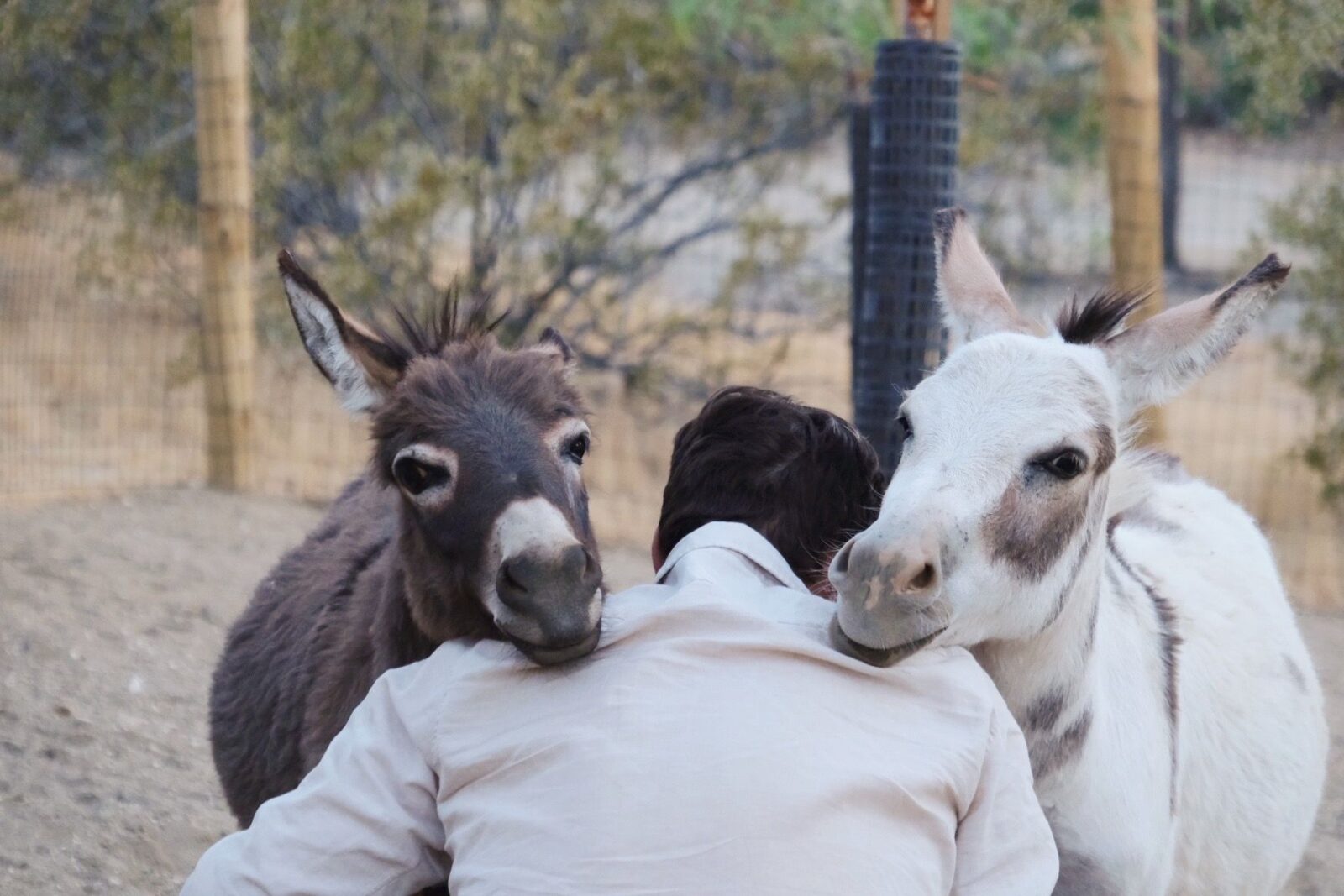 Mojave Mini Donkeys - An Unforgettable Hike Near Joshua Tree - Mariana ...