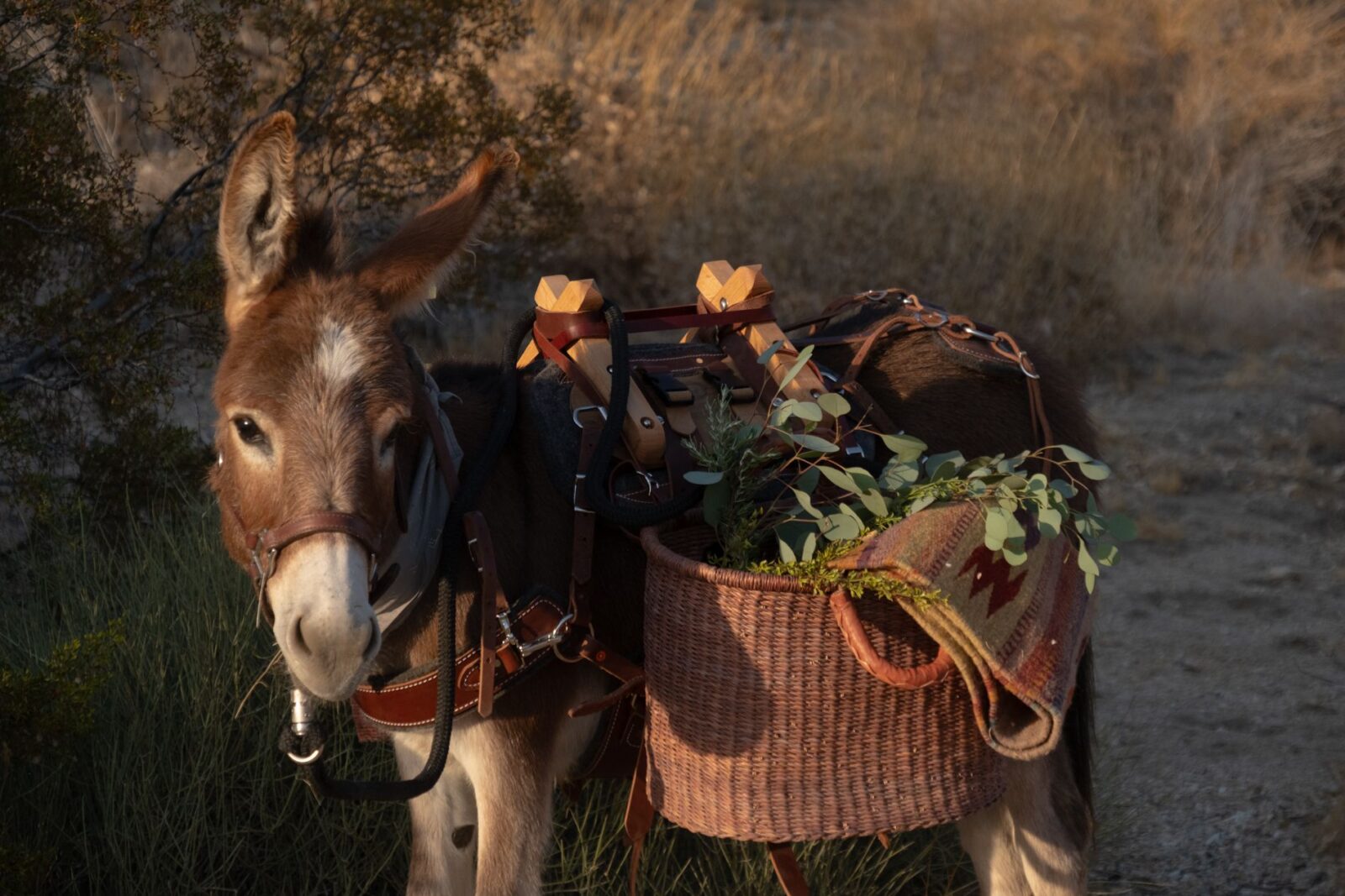 Mojave Mini Donkeys - An Unforgettable Hike Near Joshua Tree - Mariana ...