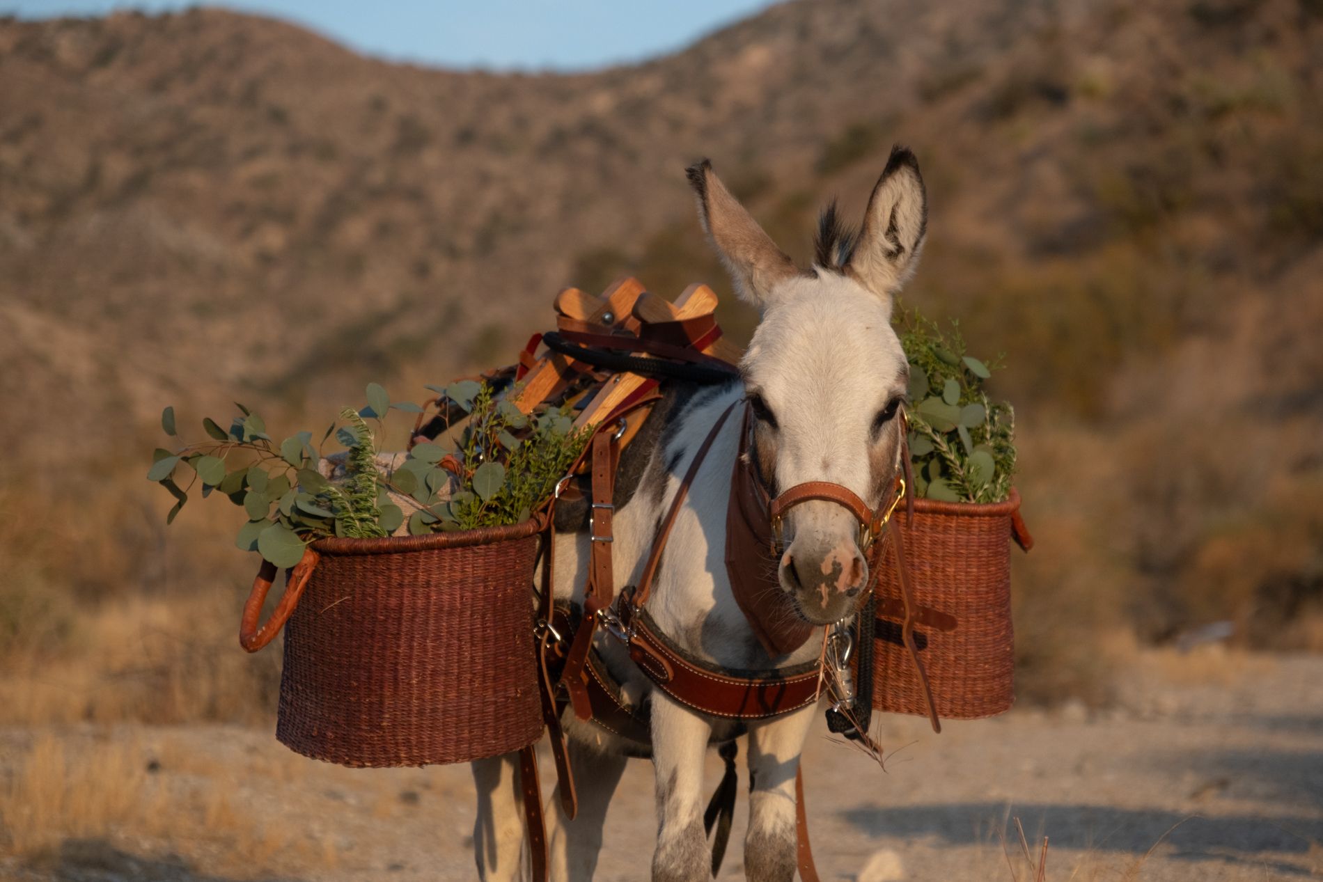 Mojave Mini Donkeys - An Unforgettable Hike Near Joshua Tree - Mariana ...