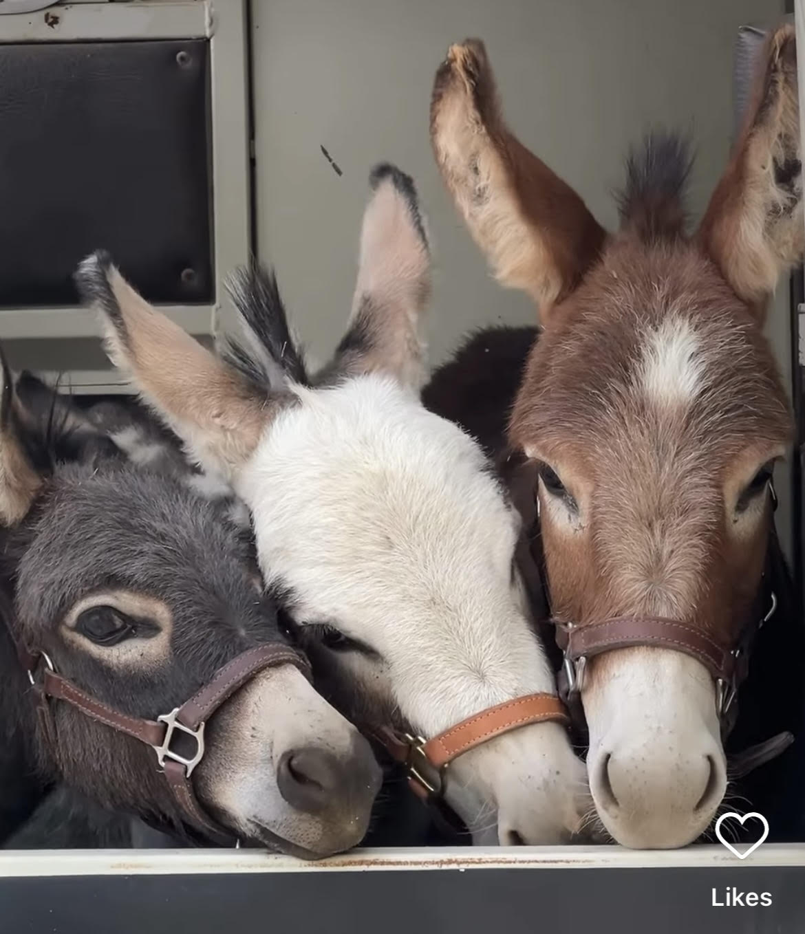 Mojave Mini Donkeys - An Unforgettable Hike Near Joshua Tree - Mariana ...