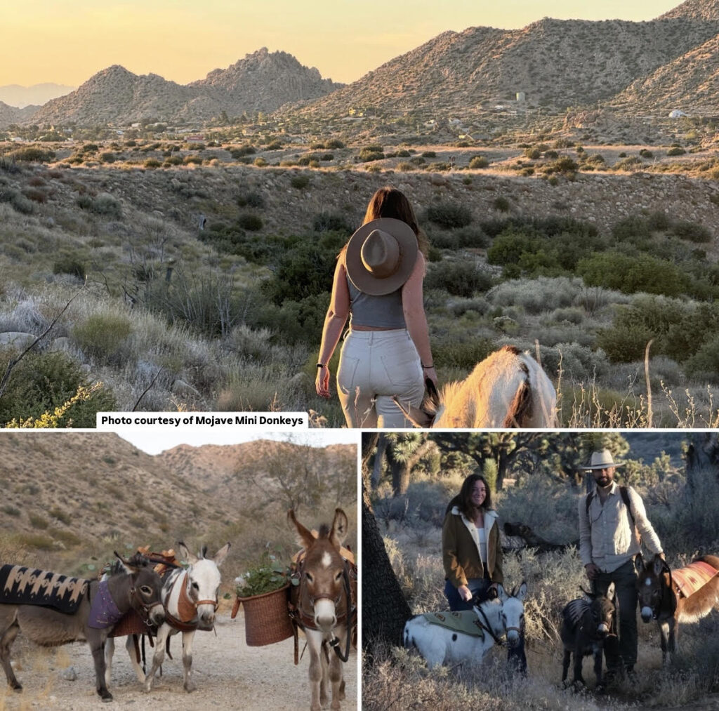 Mojave Mini Donkeys - An Unforgettable Hike Near Joshua Tree - Mariana ...